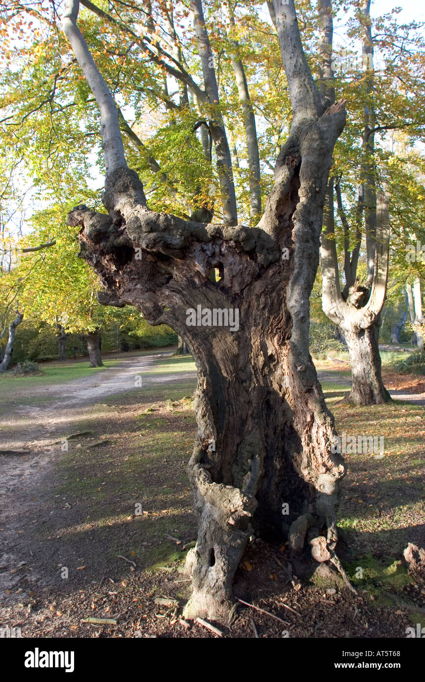 Decayed trunk hi-res stock photography and images - Alamy