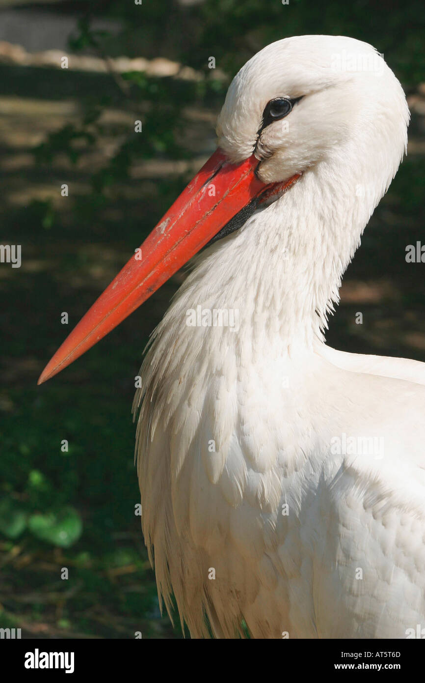 Stolzer hi-res stock photography and images - Alamy