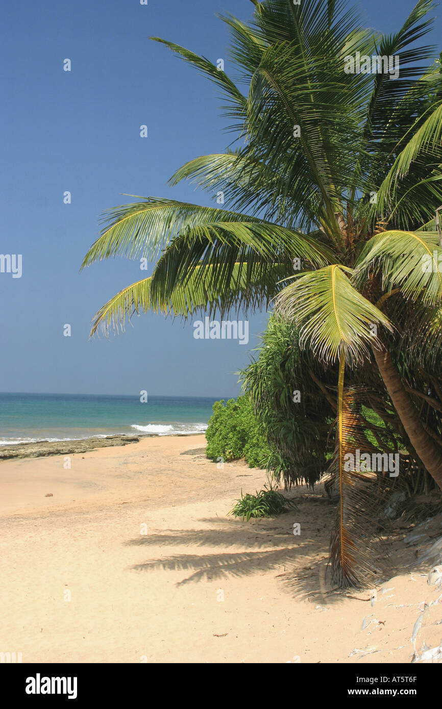 Palme am Strand Stock Photo - Alamy