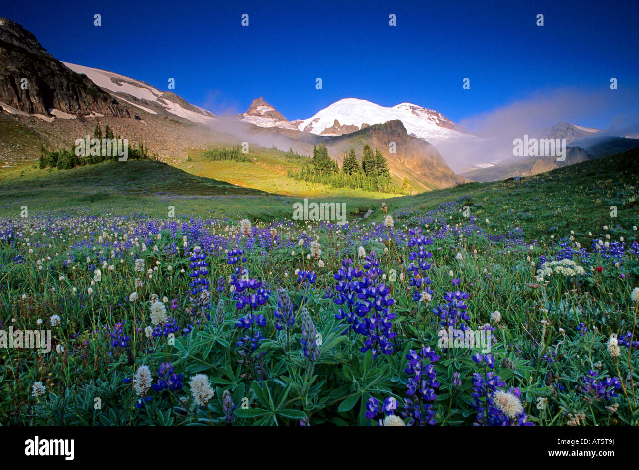 Wildflowers and Mt. Rainier, Summerland Meadow, Mount Rainier National ...