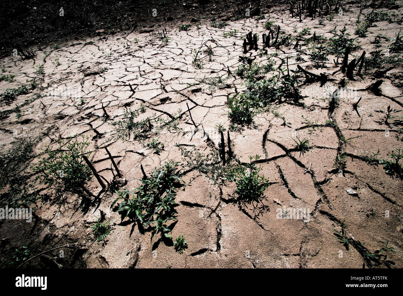 Severe drought making the land to crack Stock Photo - Alamy