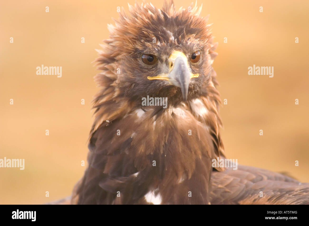 A golden eagle at the annual Eagle Hunting Festival Bayan Olgi ...