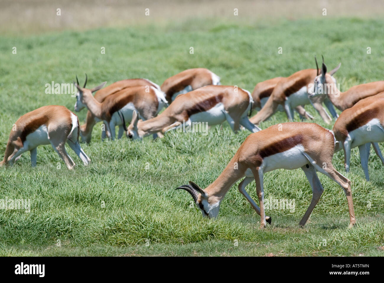 South Africa a herd of grazing Springbok Antidorcas marsupialis at ...