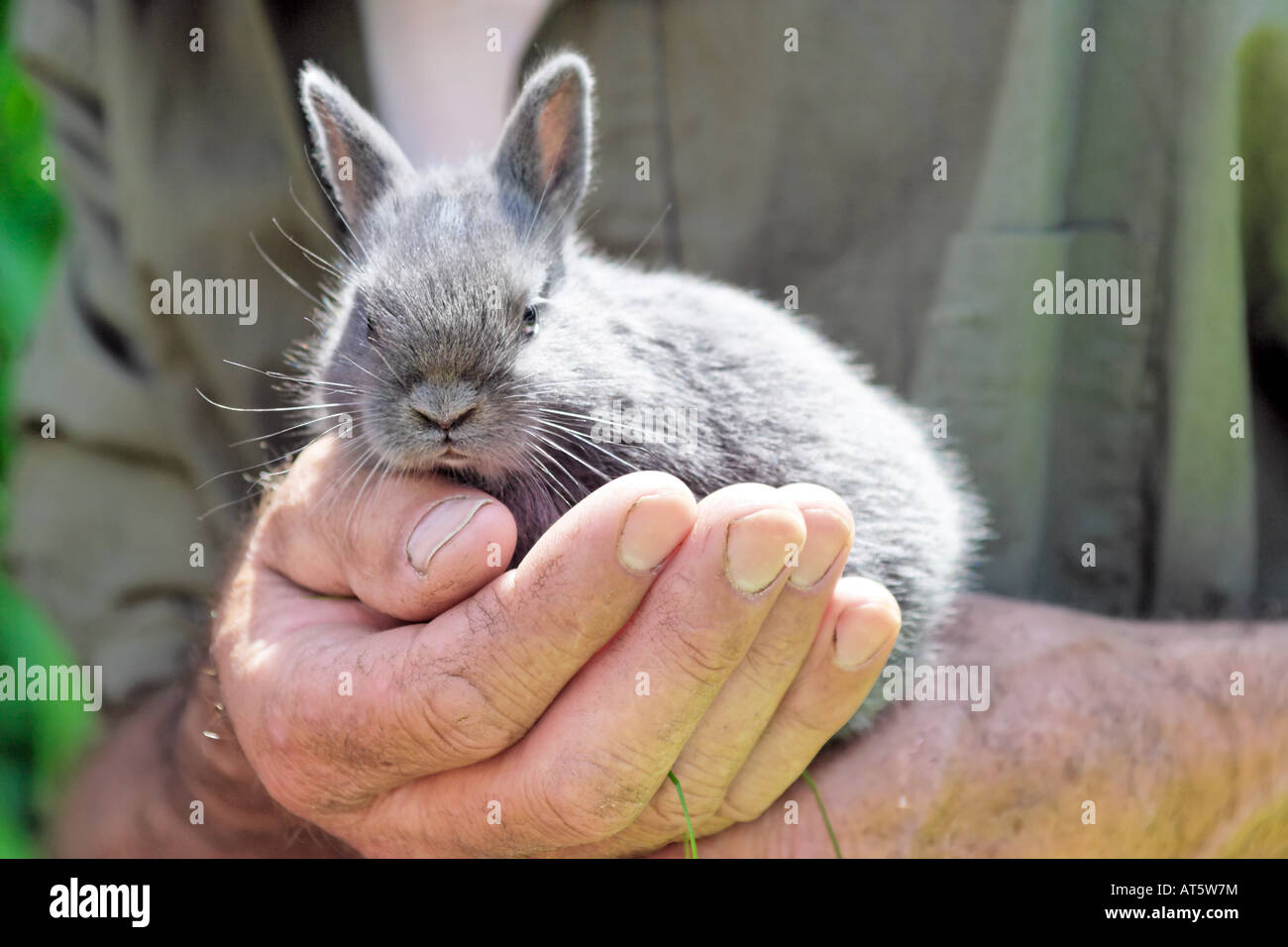 Bunny held in hands hi-res stock photography and images - Alamy