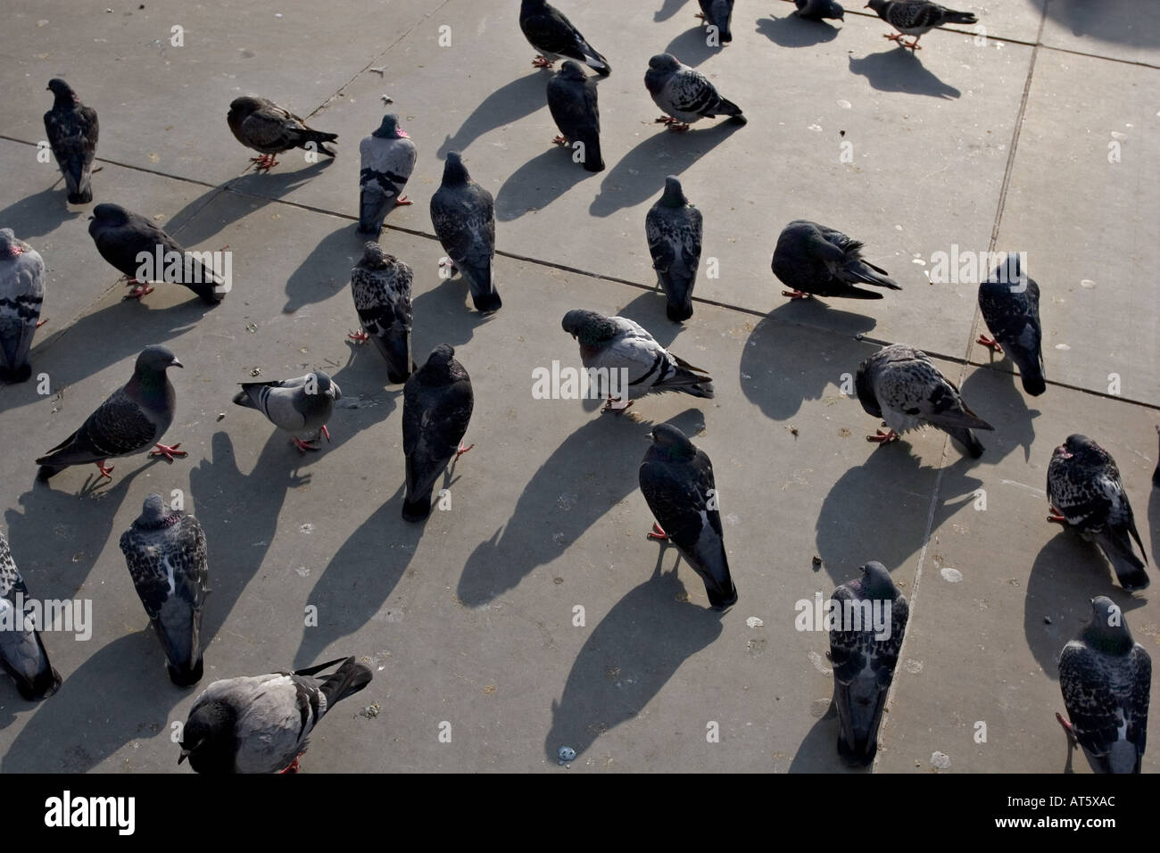 Trafalgar Square Pigeons Stock Photo - Alamy