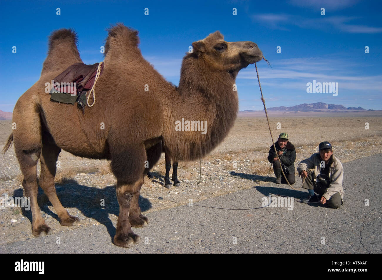 Mongolian nomads with their camel Stock Photo - Alamy