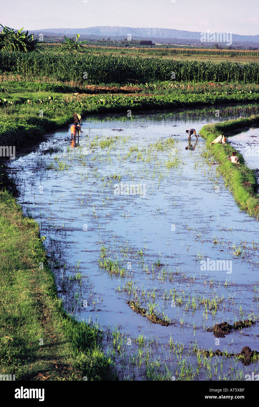Maize farm south africa hi-res stock photography and images - Alamy