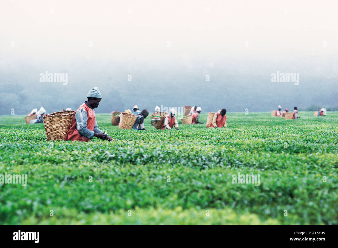 Kenya tea hi-res stock photography and images - Alamy