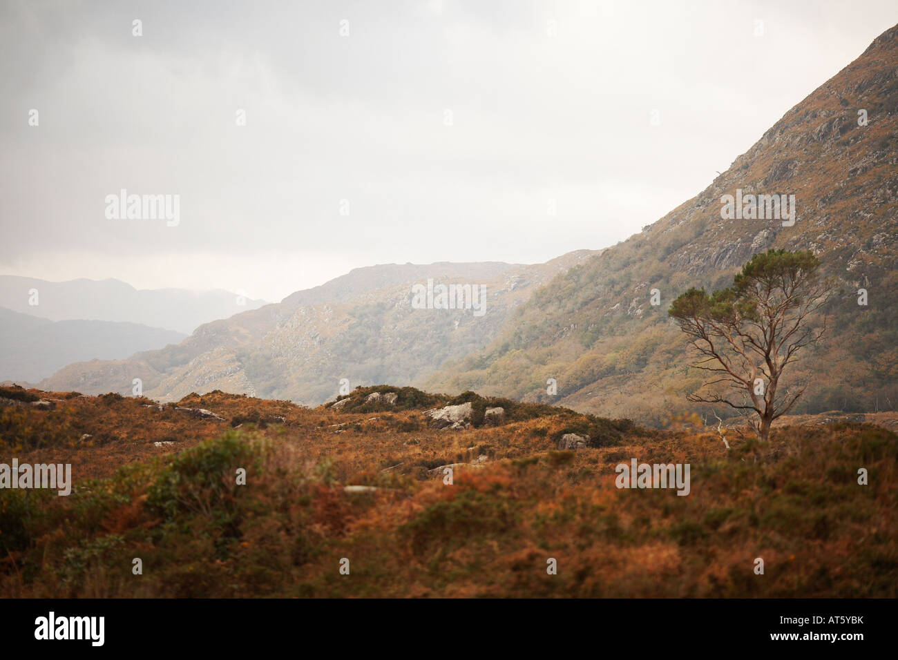 Tree Growing in Marsh Overlooking Park in Killarney National Park ...