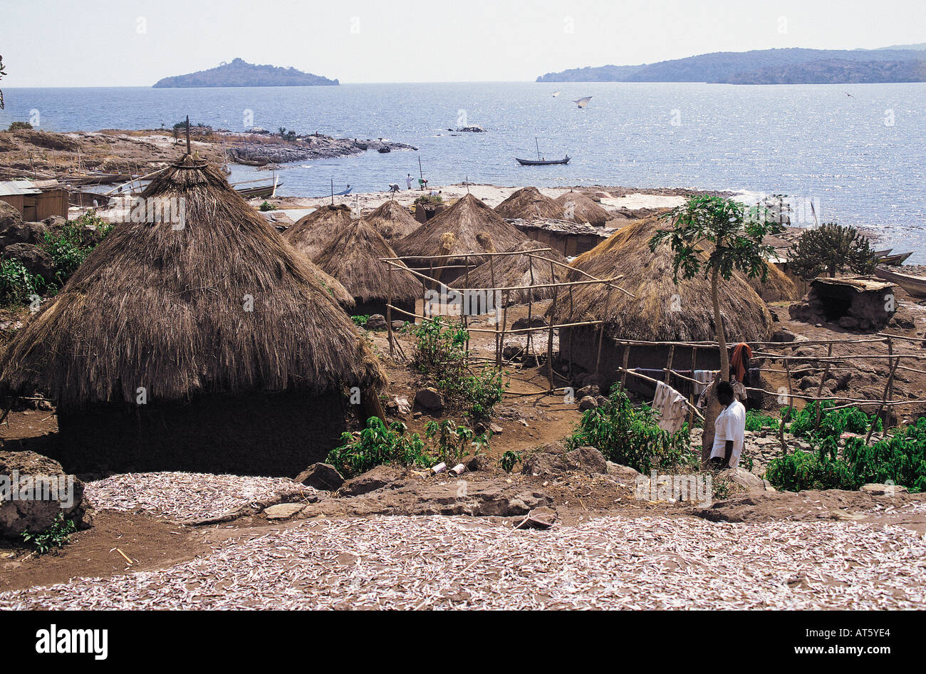 Africa cichlid lake victoria hi-res stock photography and images - Alamy