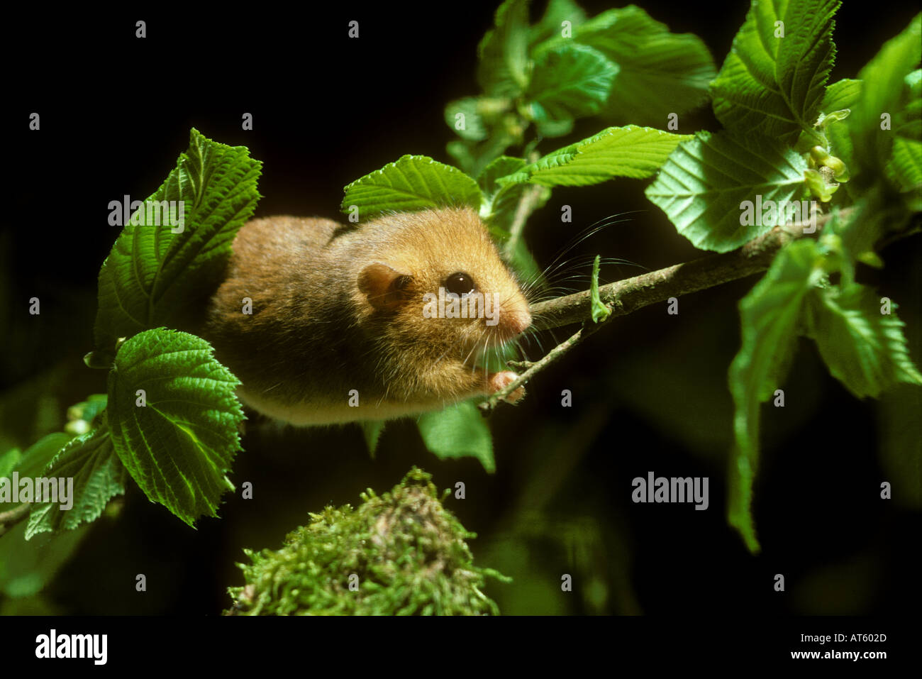 Hazel wood scotland hi-res stock photography and images - Alamy