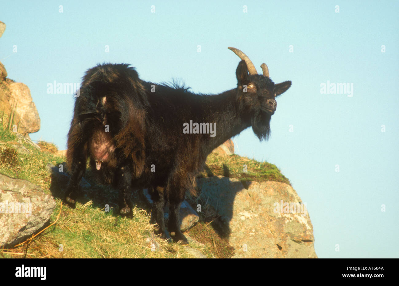 Wild Goat on mountain side Stock Photo - Alamy