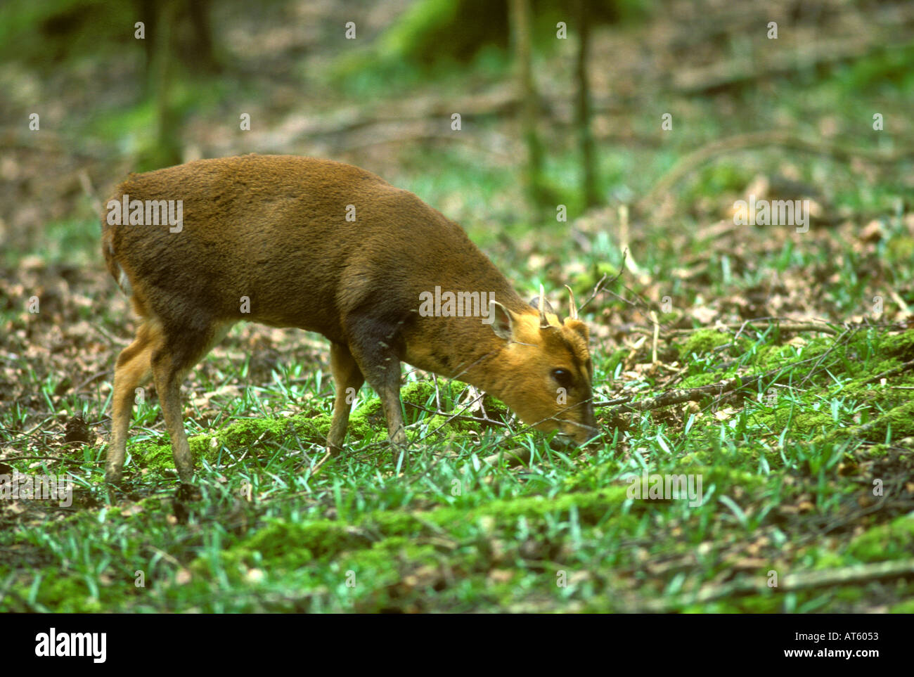 Muntjac uk horns hi-res stock photography and images - Alamy