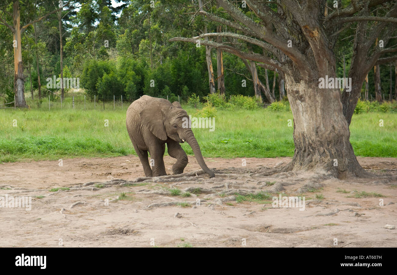 Baby Knysna Elephant playing under tree Stock Photo - Alamy