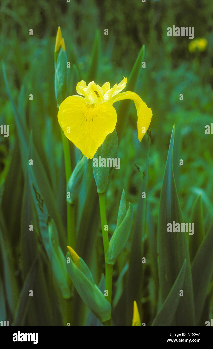 Close up on wild Yellow Iris Stock Photo - Alamy