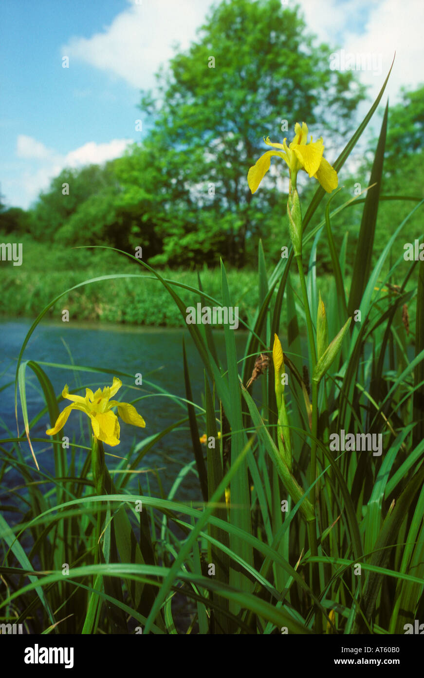 Close up on wild Yellow Iris typically growing on river bank Stock ...