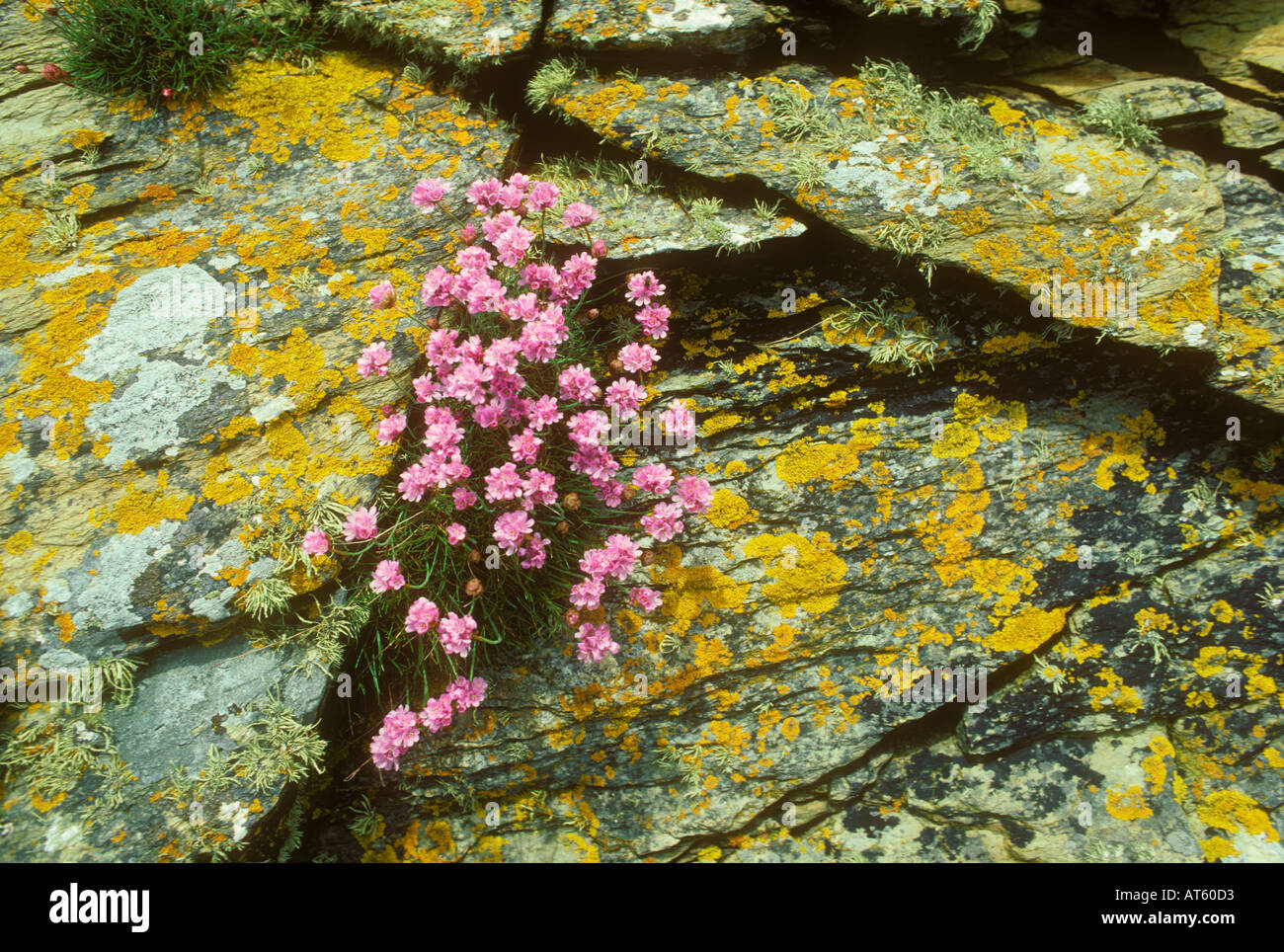 Attractive plant of the coastal community hi-res stock photography and ...