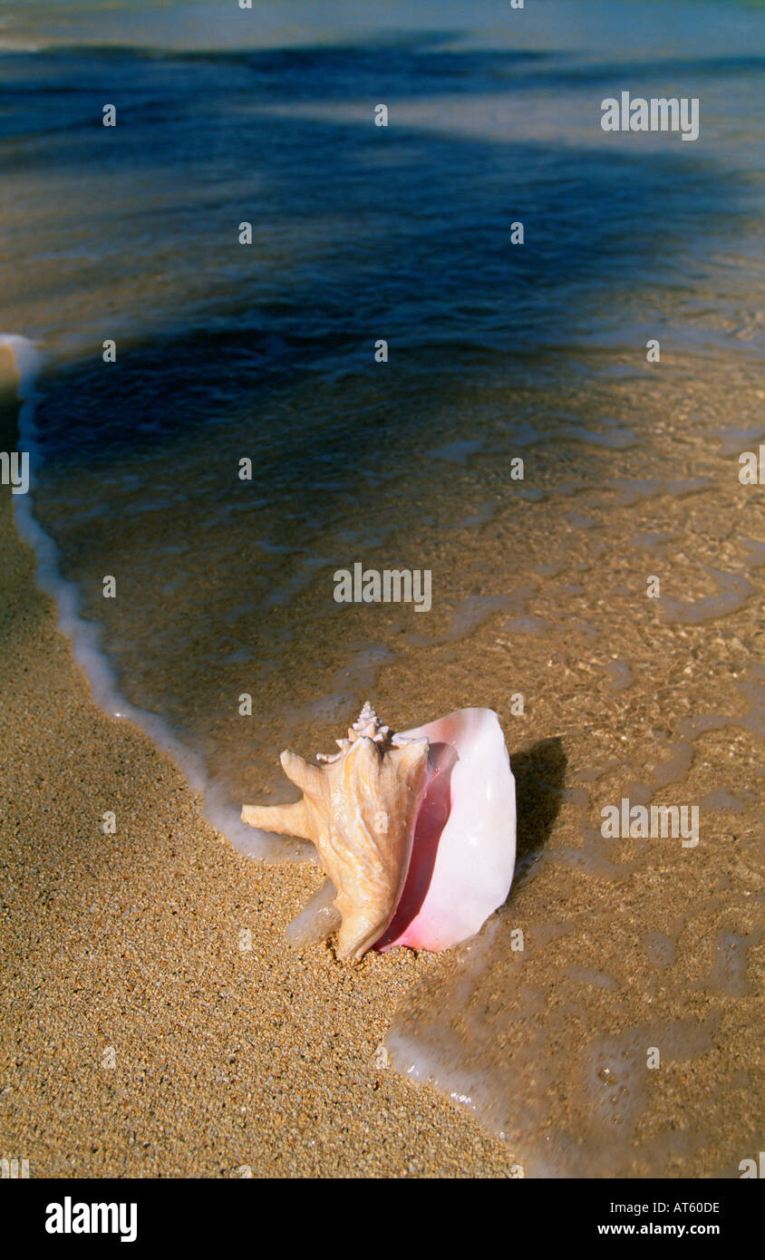 Beach Conch shell Stock Photo - Alamy