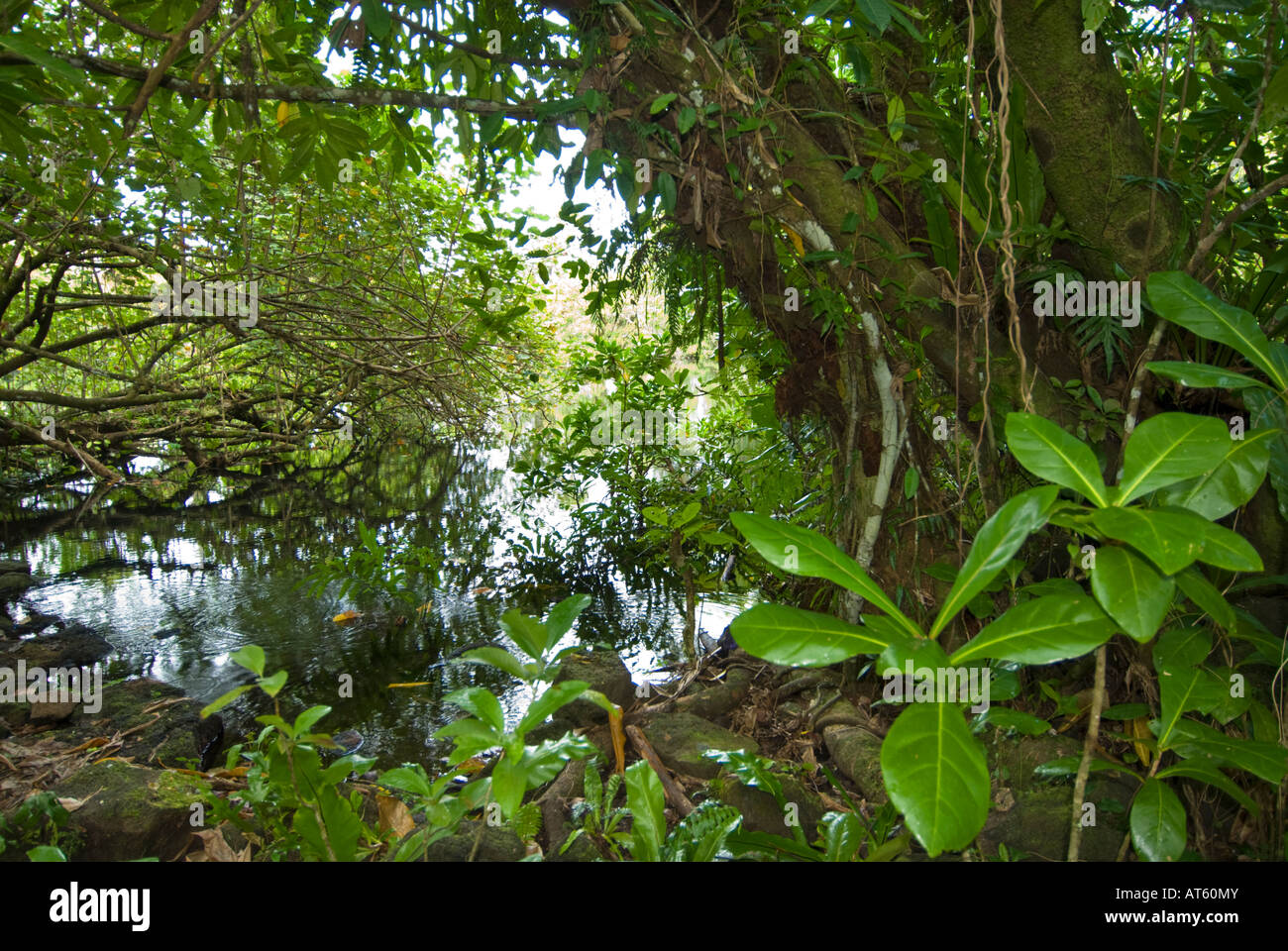 wetlands mangroves trail Samoa Upolu south coast near SAANAPU Saanapu ...