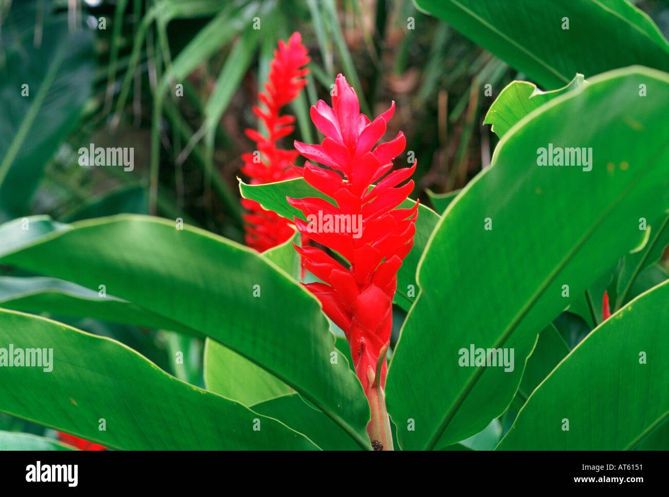 Red ginger flower kauai hi-res stock photography and images - Alamy