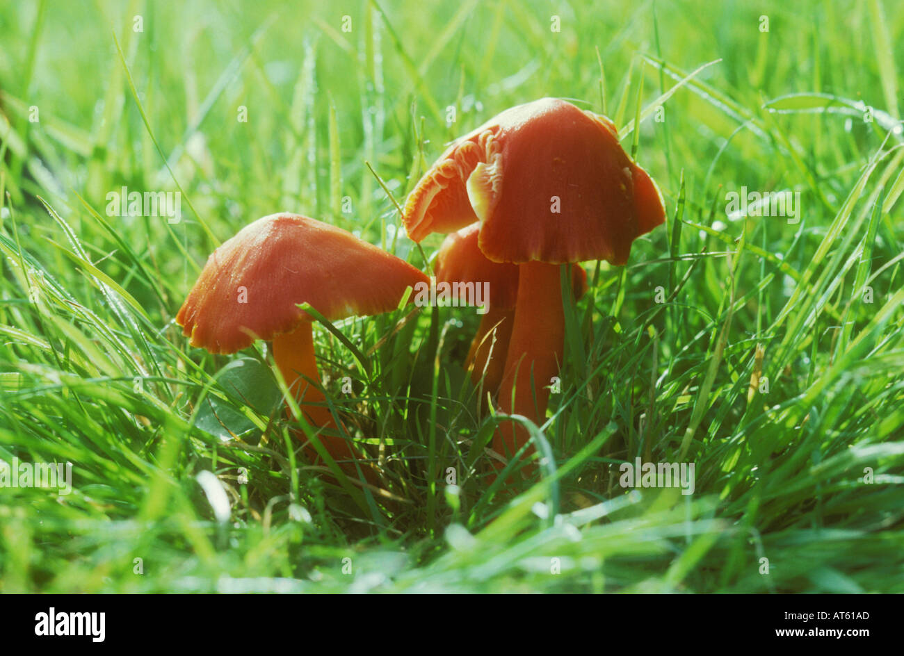 Bright Red Fungi in grass Stock Photo - Alamy