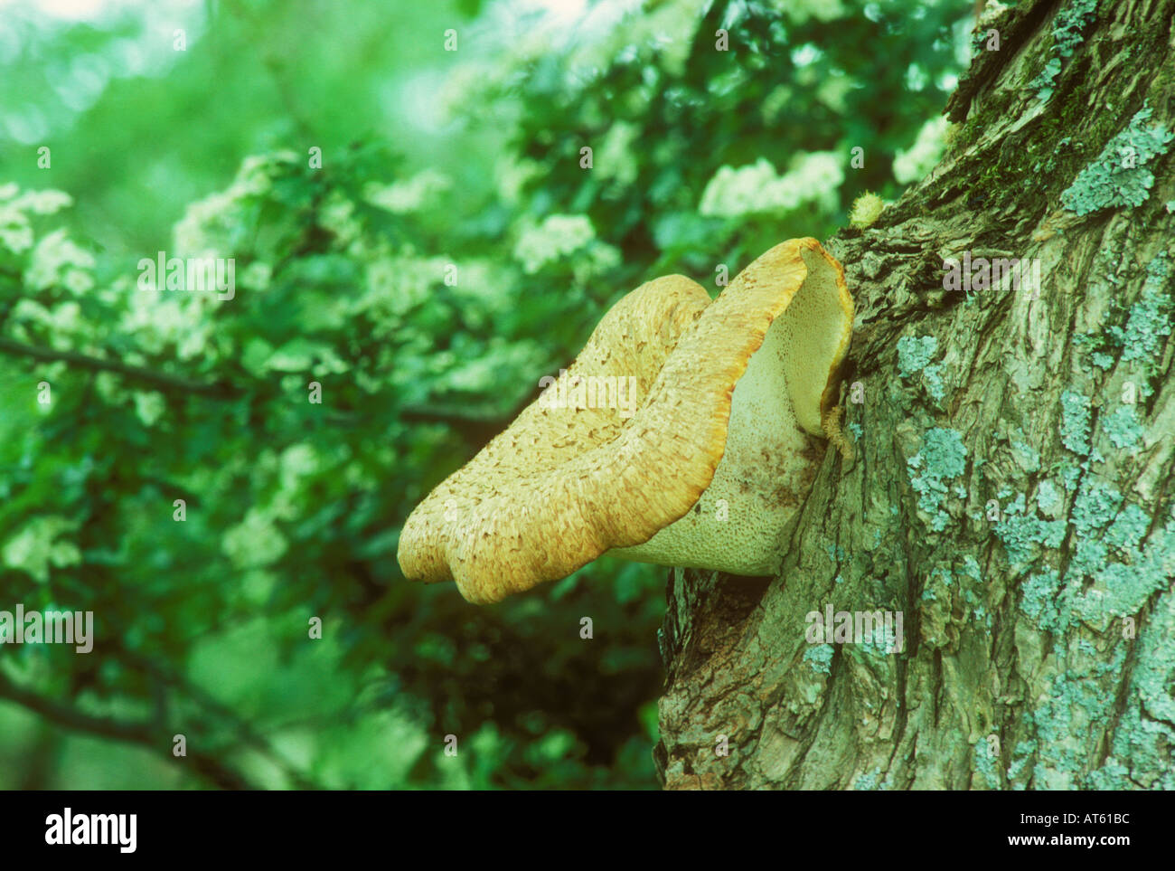 Fibrous flesh hi-res stock photography and images - Alamy