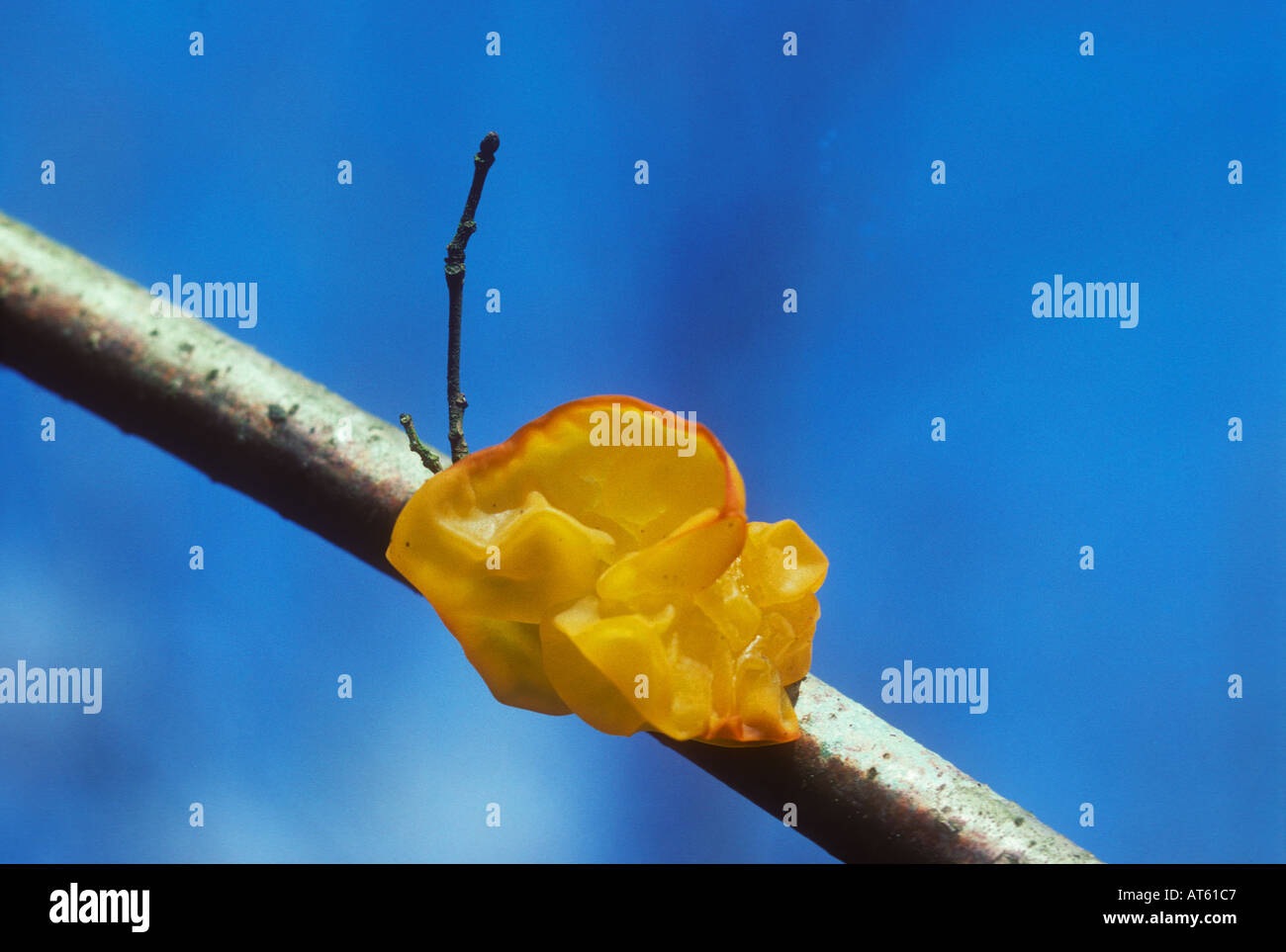 Yellow Brain Fungus Stock Photo - Alamy