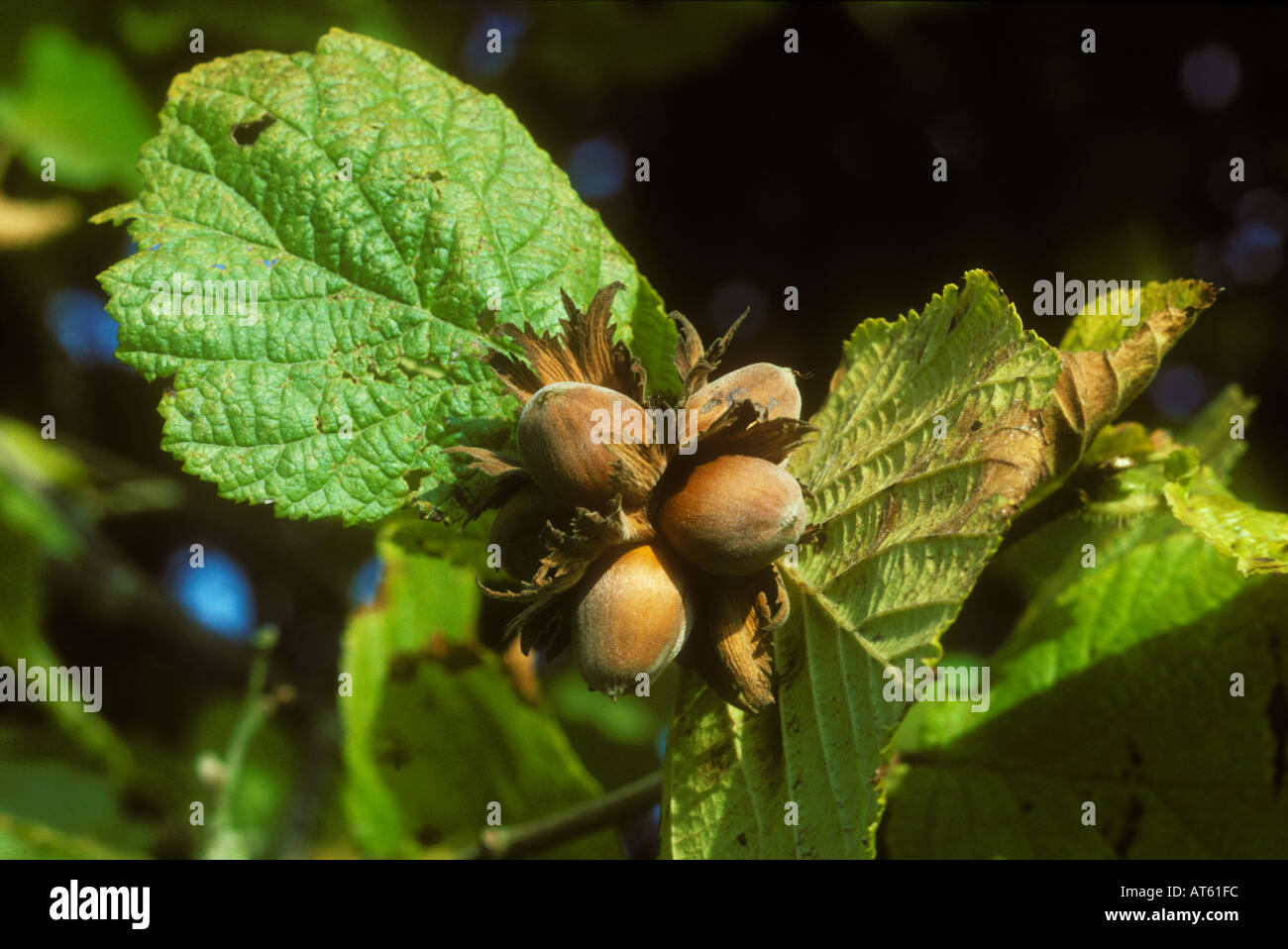 Hazel bush fruits hi-res stock photography and images - Alamy