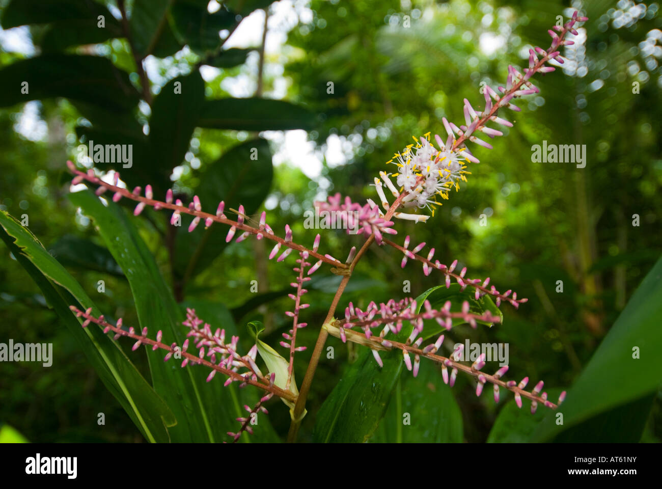 wetlands mangroves trail Samoa Upolu south coast near SAANAPU Saanapu ...