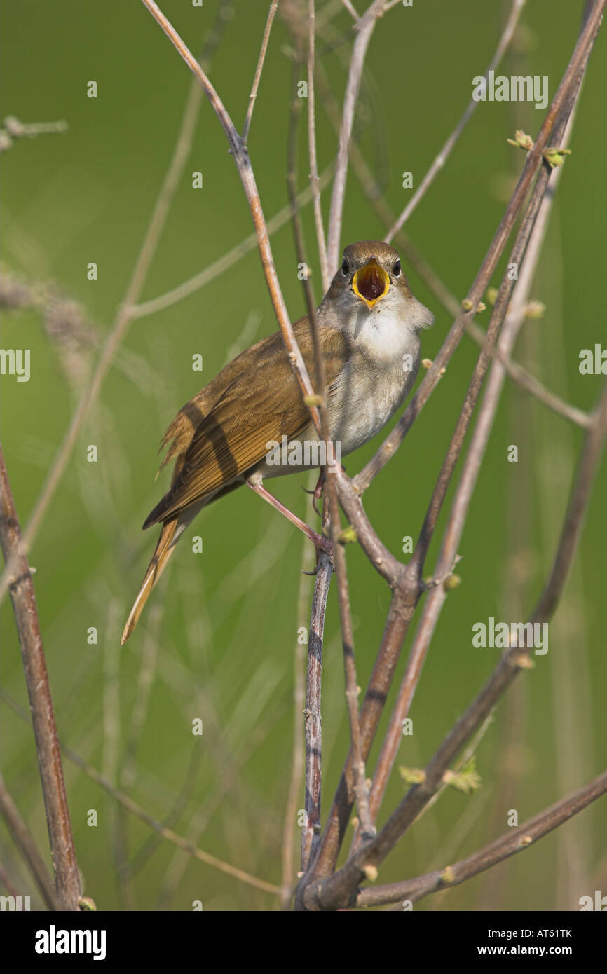 Common nightingale display hi-res stock photography and images - Alamy