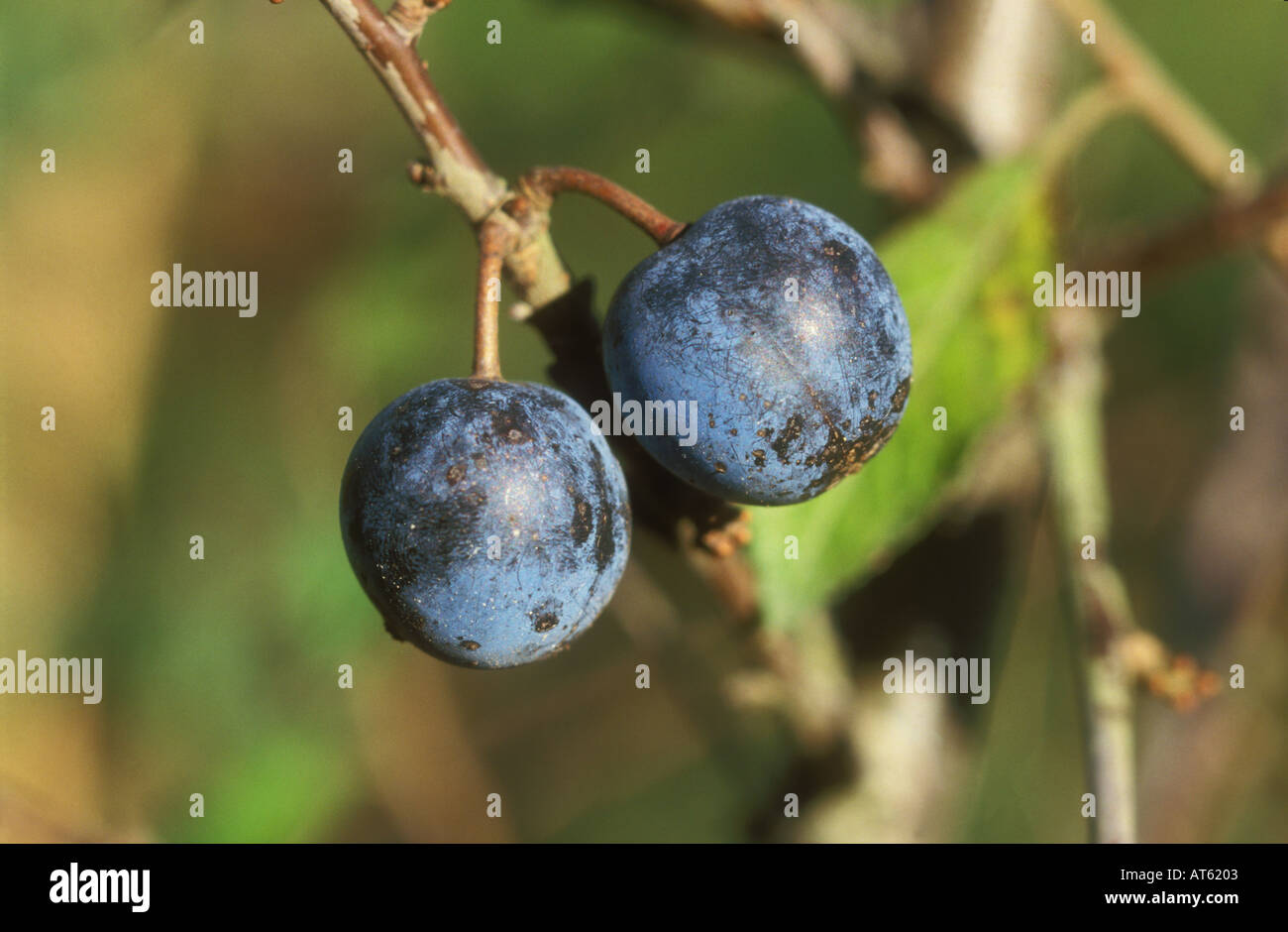 Blackthorn produces Sloe Berries Stock Photo - Alamy