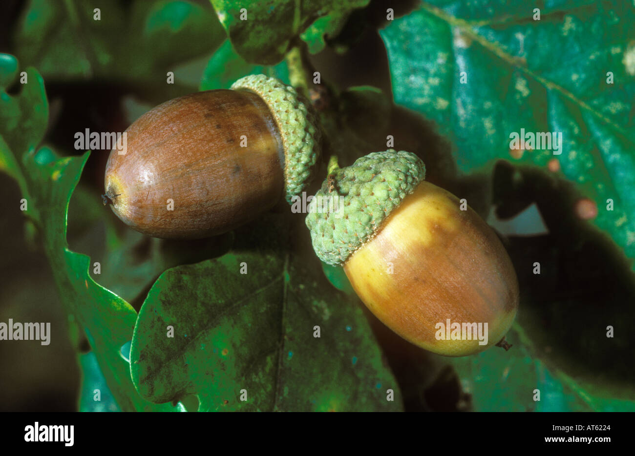 Shiny acorns hi-res stock photography and images - Alamy