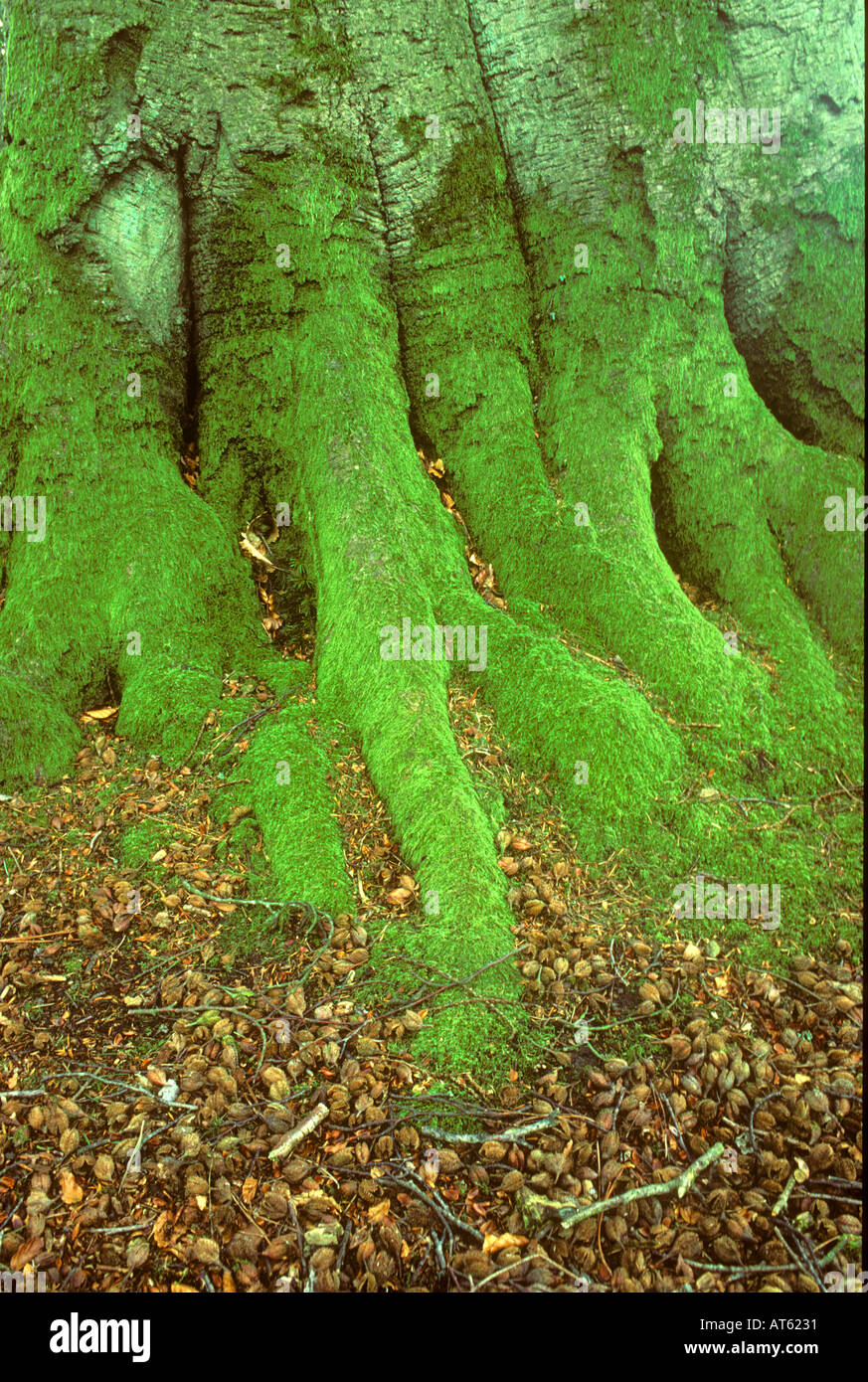 Massive propagation hi-res stock photography and images - Alamy