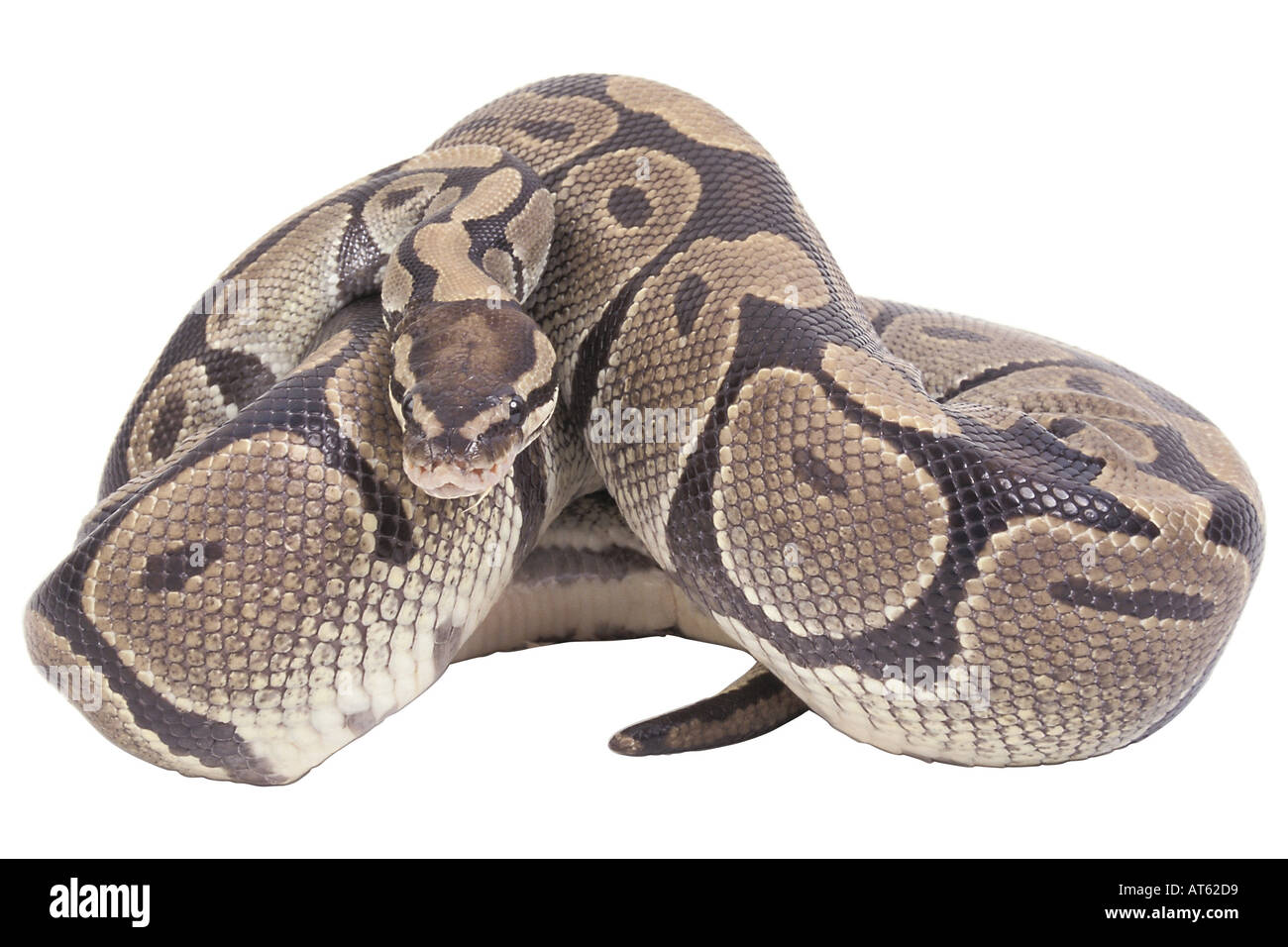 Pythonidae Cut Out Stock Images & Pictures - Alamy