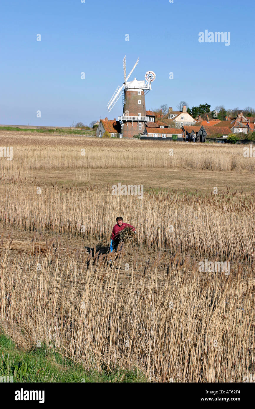 Reed cutter hi-res stock photography and images - Alamy