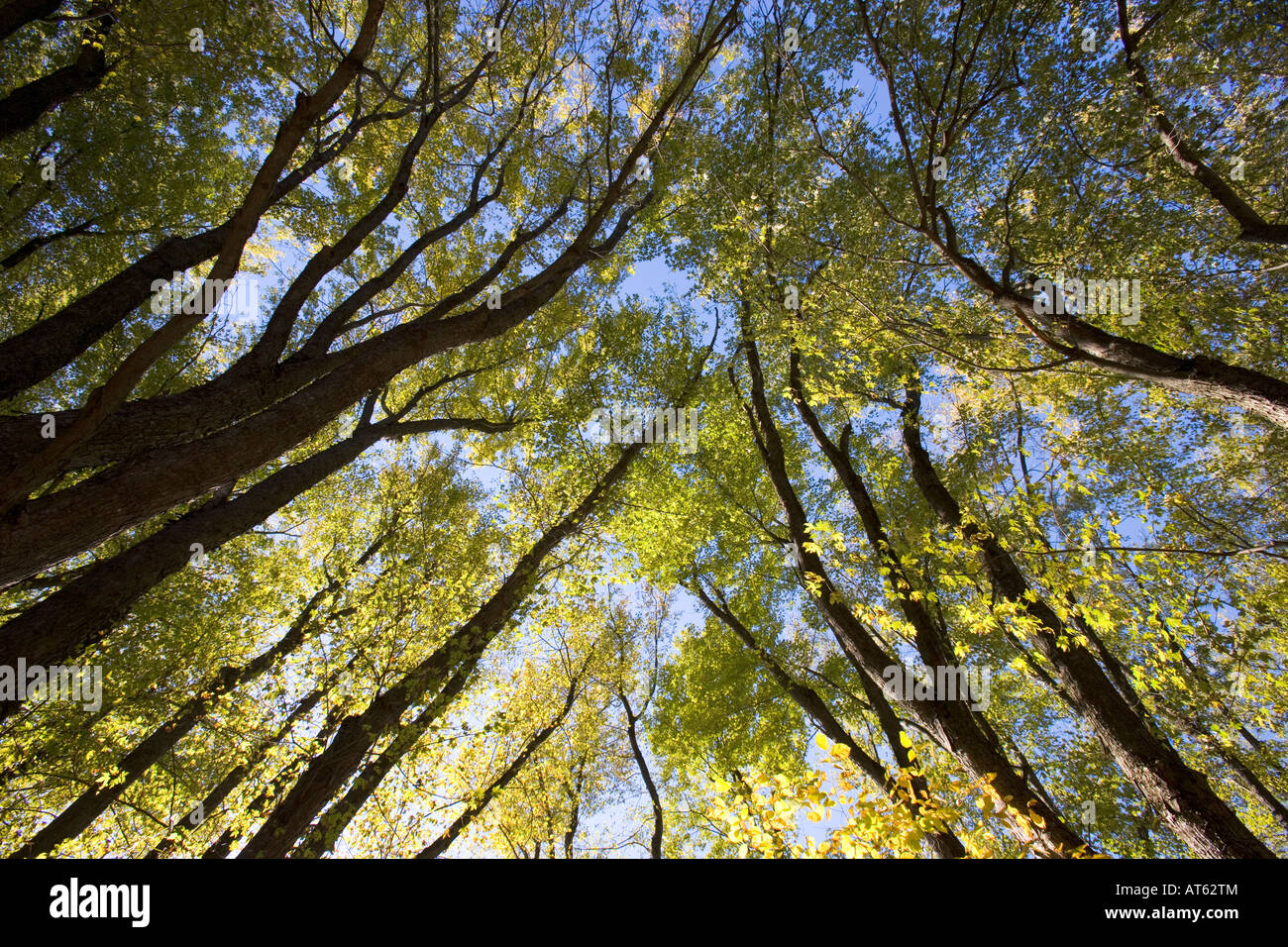 Silver maples in fall in a floodplain on the Connecticut River in ...