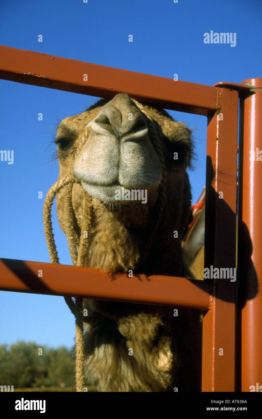 Uluru australia camel hi-res stock photography and images - Alamy