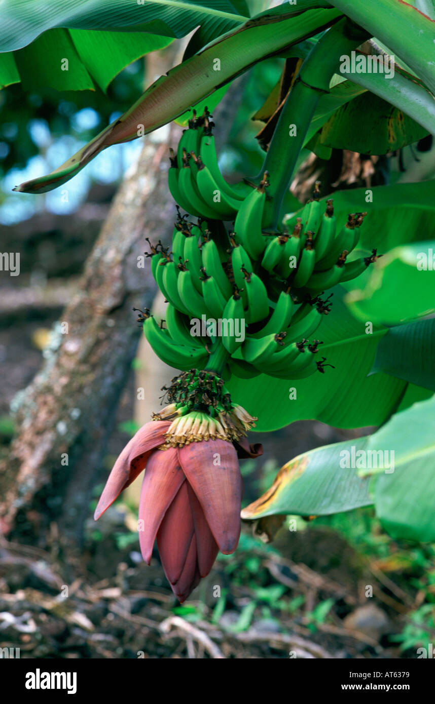 Mexico and cook islands hi-res stock photography and images - Alamy