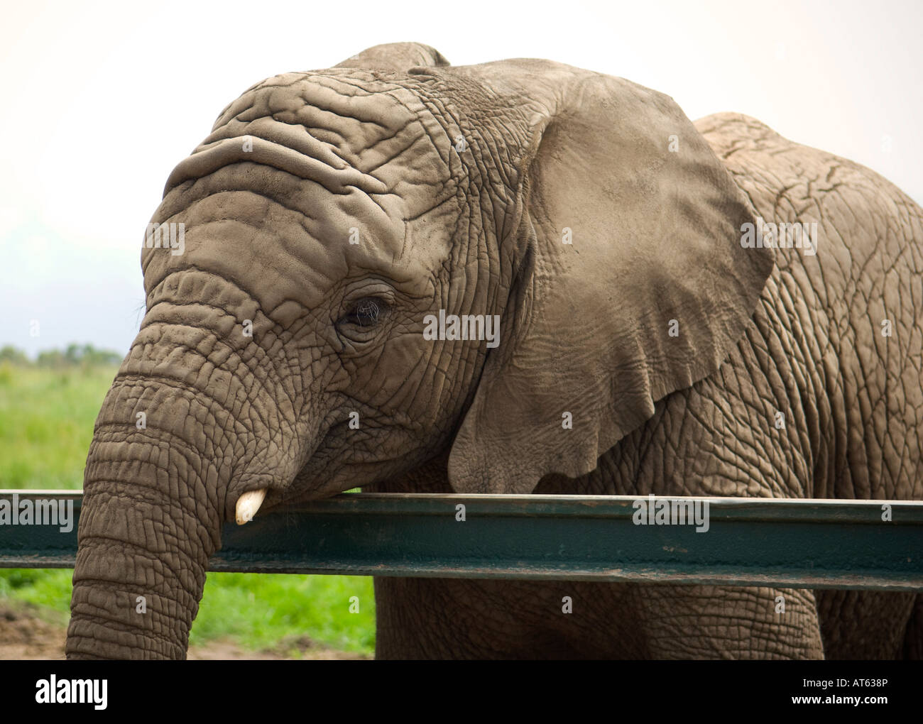 Knysna Elephant resting head on fence Stock Photo - Alamy