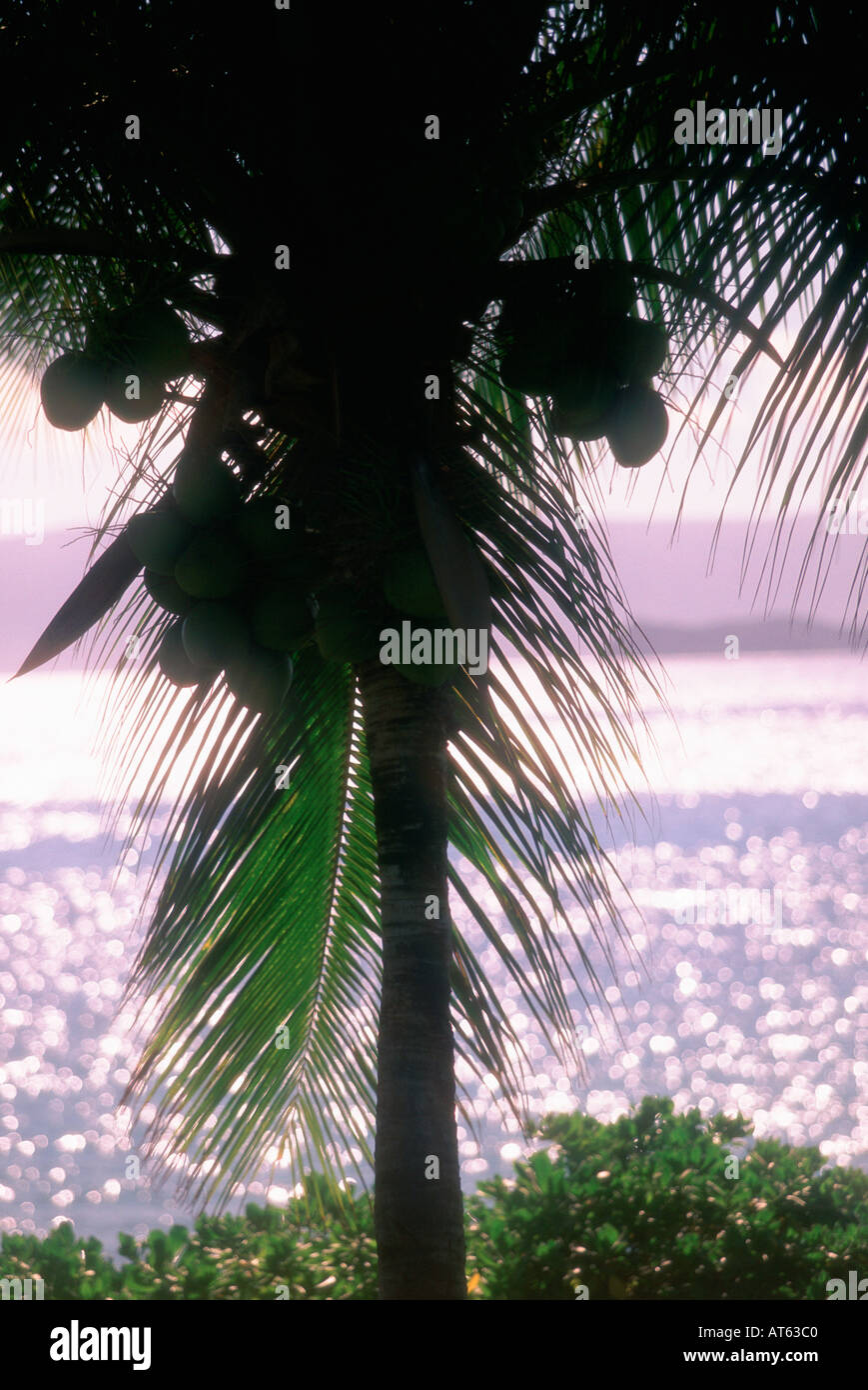 Coconut Trees Maui Hawaii Stock Photo - Alamy