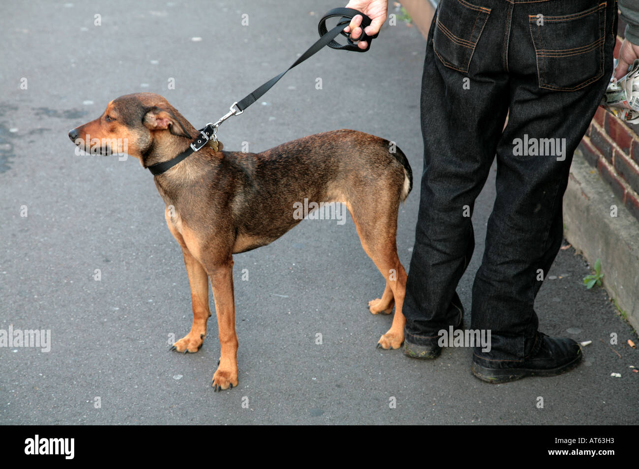 Owner and dog on the high street hi-res stock photography and images ...