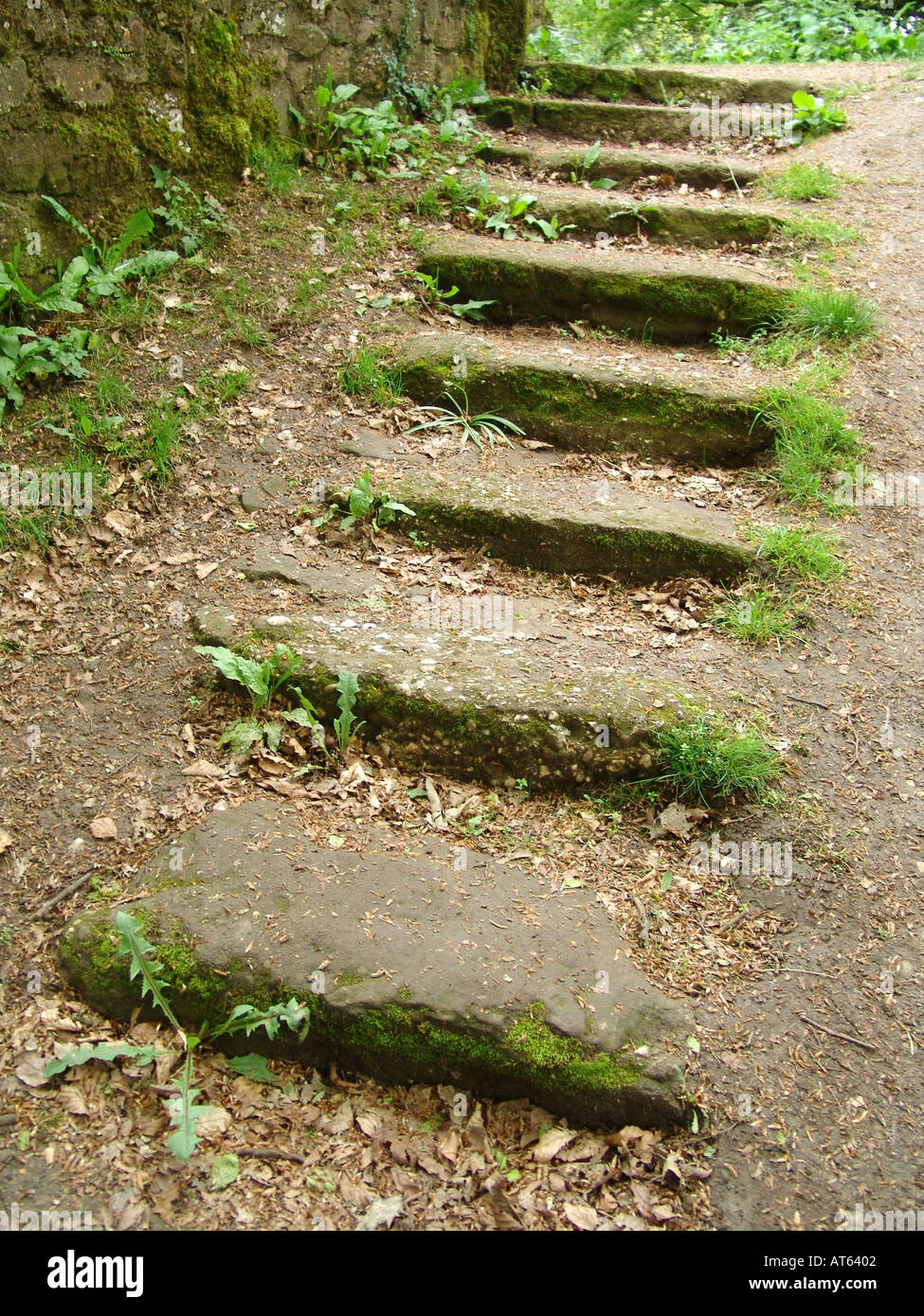 Woodland steps South Wales GB UK 2004 Stock Photo - Alamy