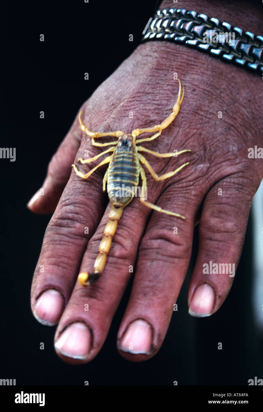 An Egypitian guide displays a scorpion on his hand. Wadi al-Sebua, New ...