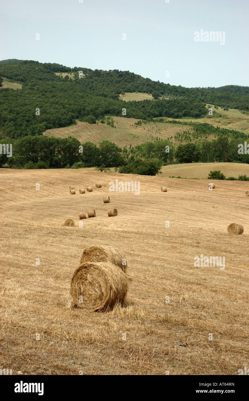 Field of straw bales Stock Photo - Alamy