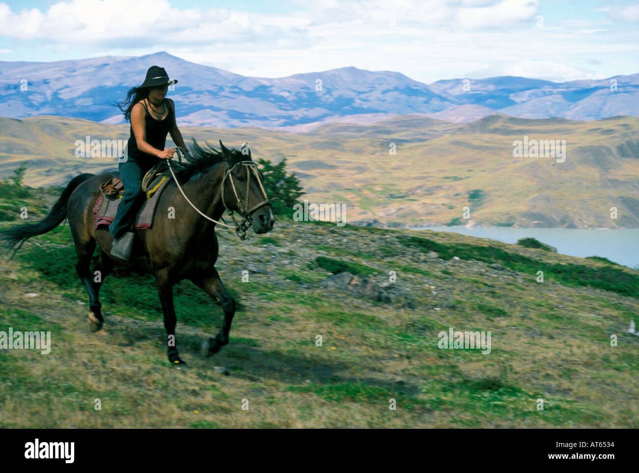 Guacho torres del paine hi-res stock photography and images - Alamy