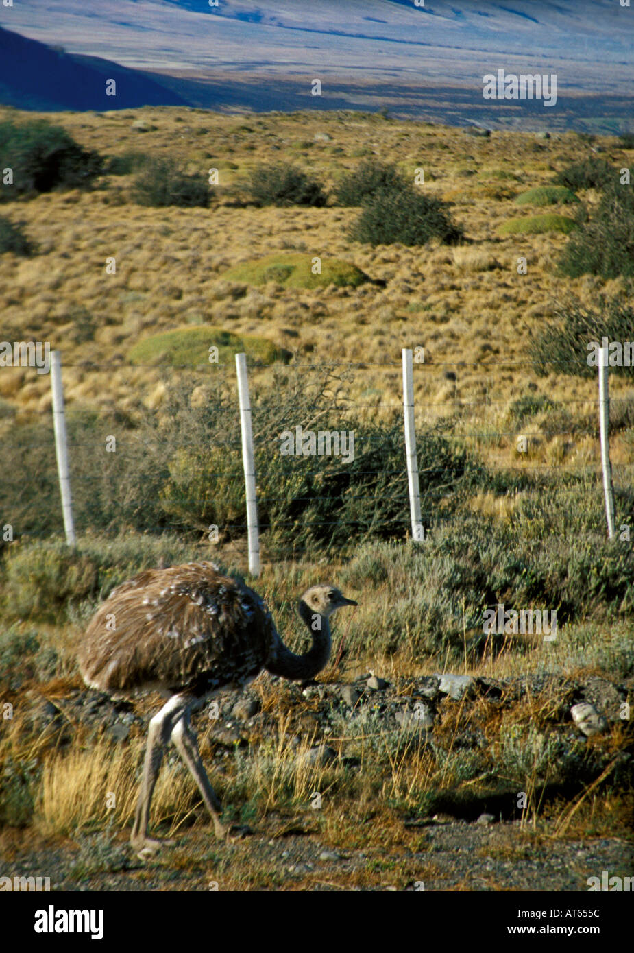Wild rheas in the pampas of Patagonia in southern Chile Stock Photo - Alamy