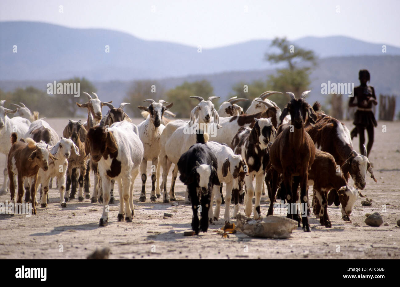 Himba child with goat hi-res stock photography and images - Alamy
