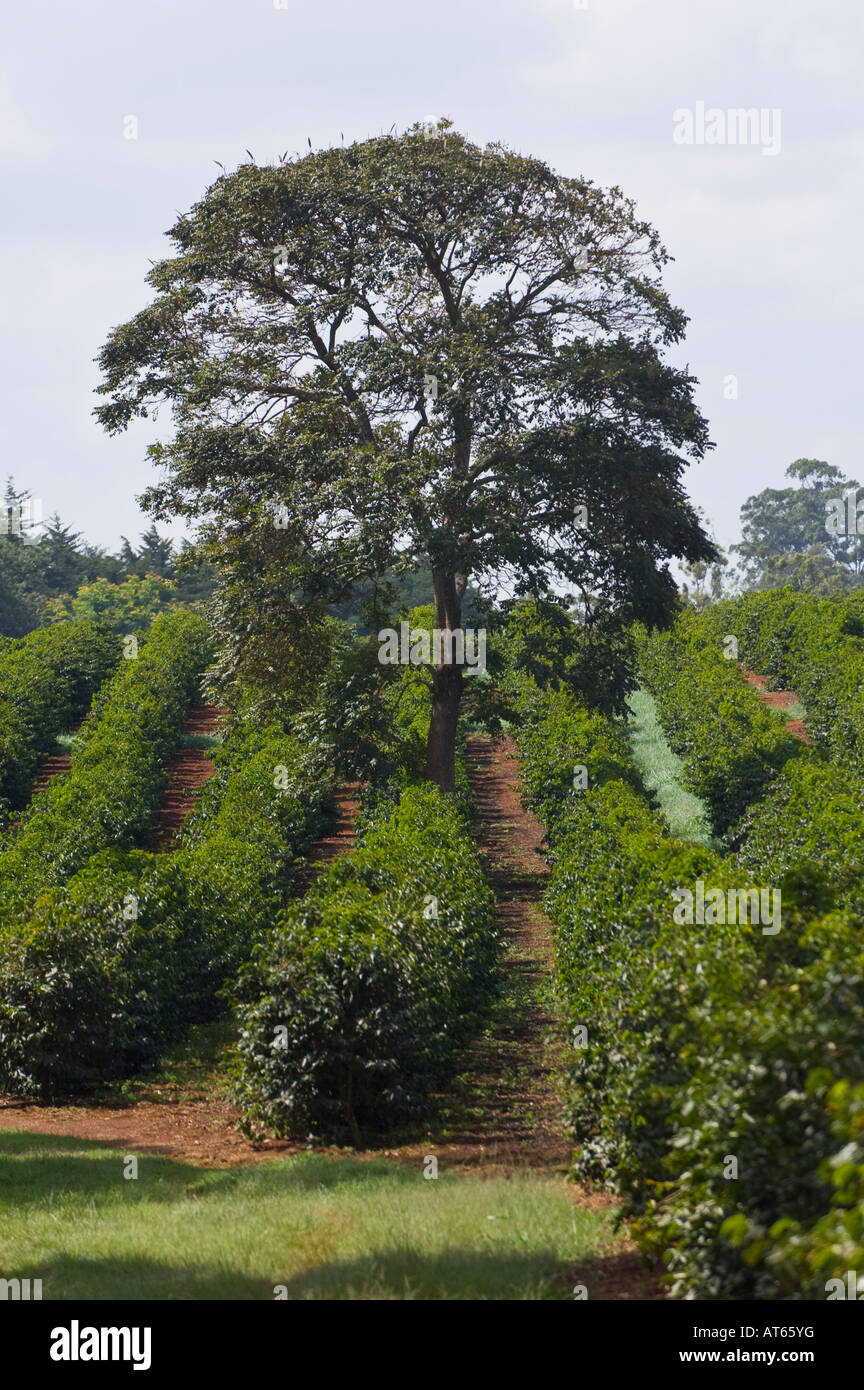 Kenya Coffee Plantation High Resolution Stock Photography and Images ...