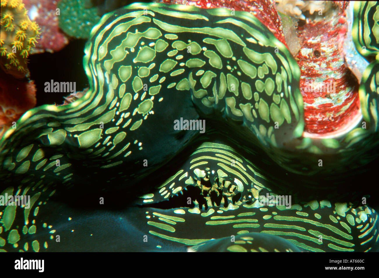 Fluted giant clam Tridacna squamosa Rongelap Marshall Islands N Pacific ...