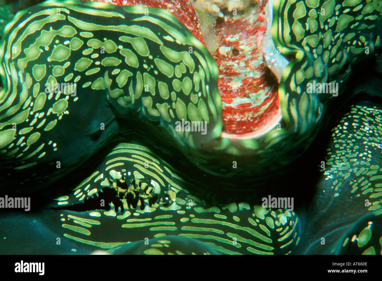 Fluted giant clam Tridacna squamosa Rongelap Marshall Islands N Pacific ...